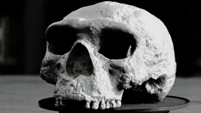 Million-year-old skull rewrites human evolution