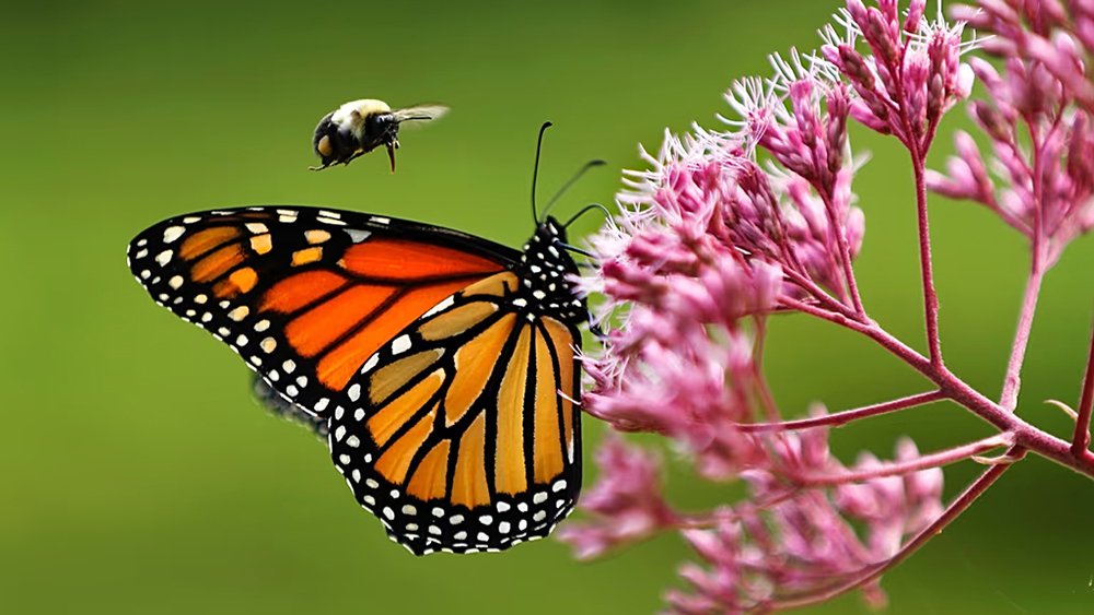 Monarch butterflies face migration risk