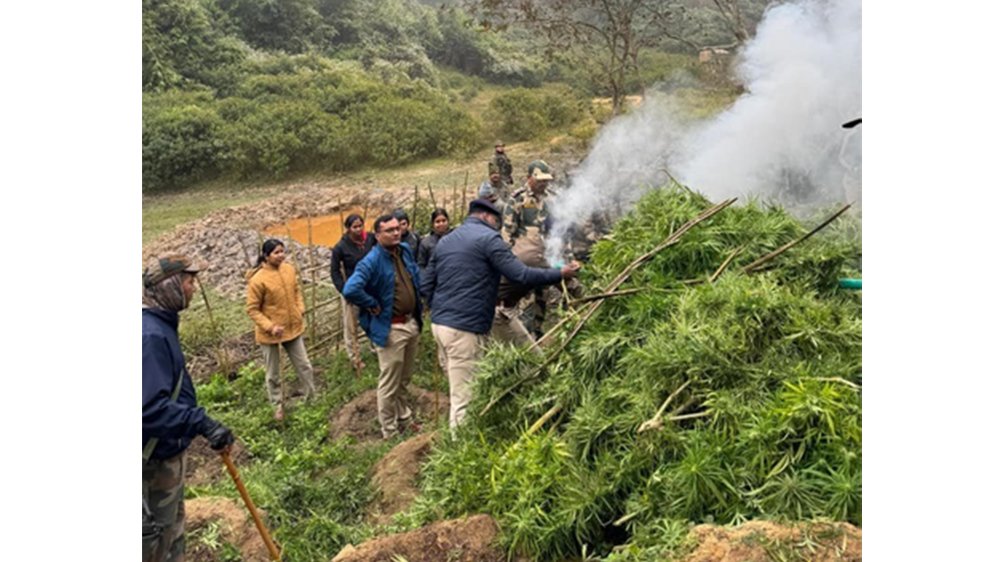 Security forces destroy ganja plants valued at Rs 108 crore in Tripura