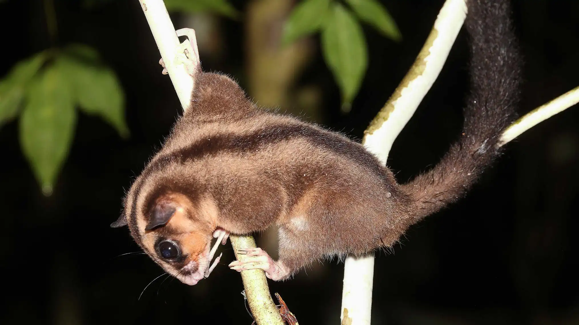 ‘Extinct’ possum and glider found in West Papua