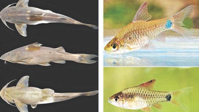 2 new fish species discovered in Mokokchung district