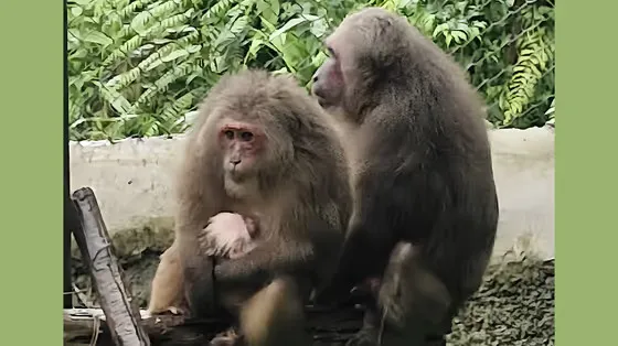 M’laya Zoo records first-ever birth of Stump-tailed Macaque